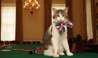 David Cameron’s cat 8th on Sunday Times rich list – News Toad