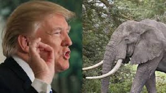 Trump issues ultimatum to elephants – News Toad